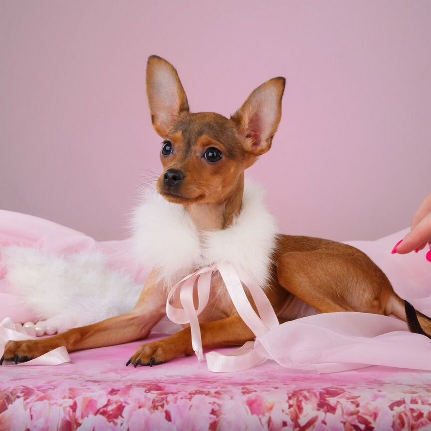 Роскошная малышка