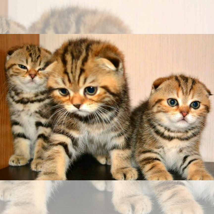 Британские котята