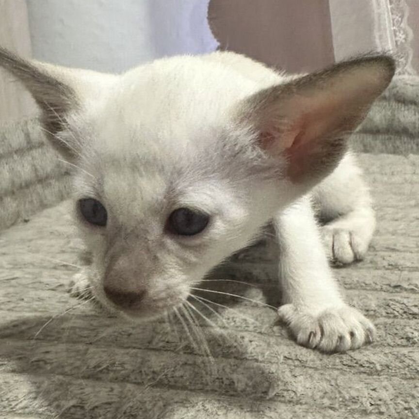 Ориентальный котёнок