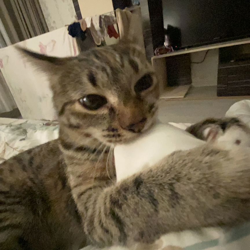 Котенок Марта