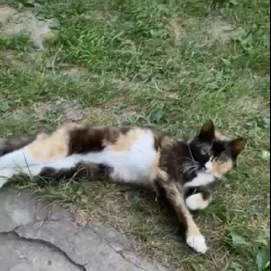 Кошка Муся, около года