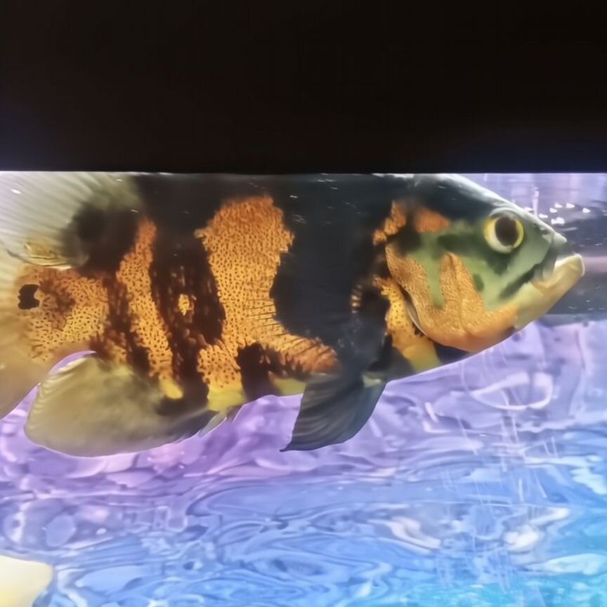 Рыба астронотус