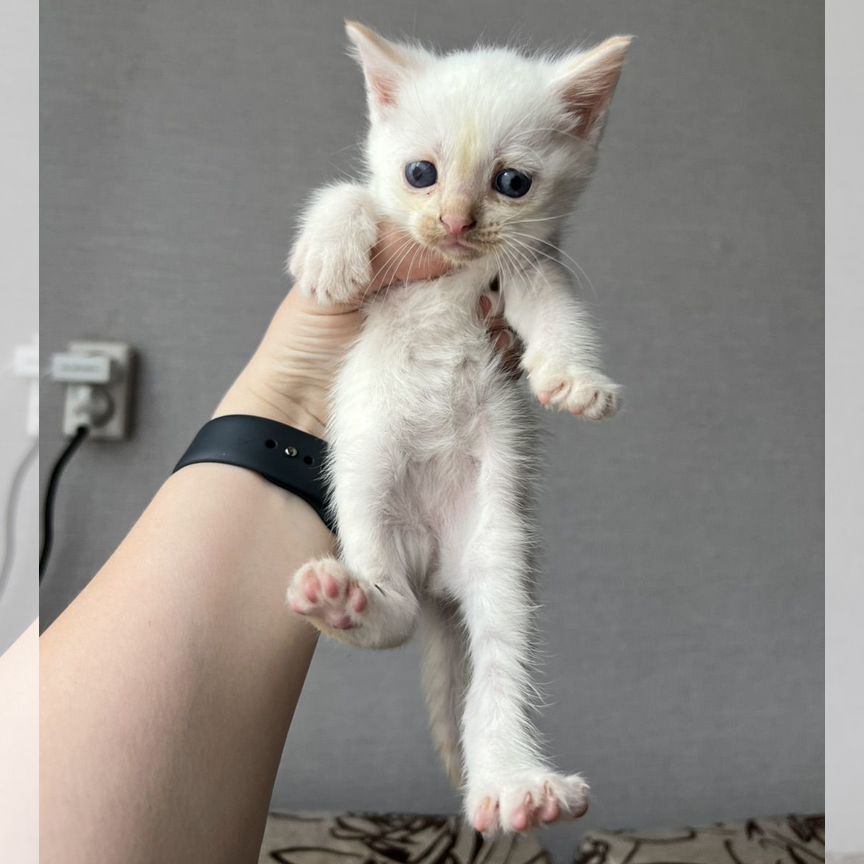 Сиамский котёнок