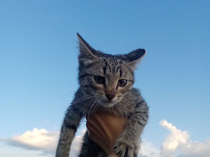 Миниатюрная кошечка
