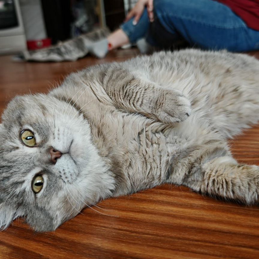 Дедушка кот