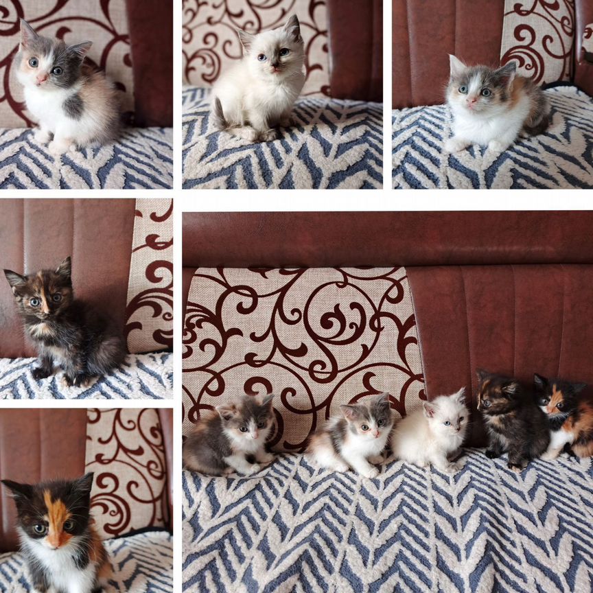 Котята в добрые руки