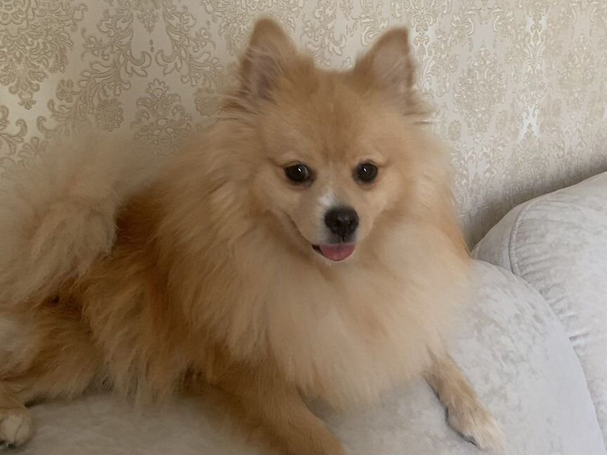 Померанский шпиц вязка девочка