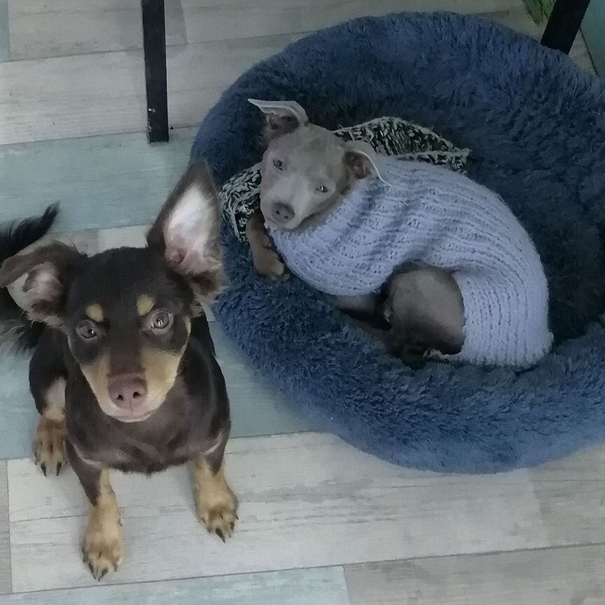 Щенки