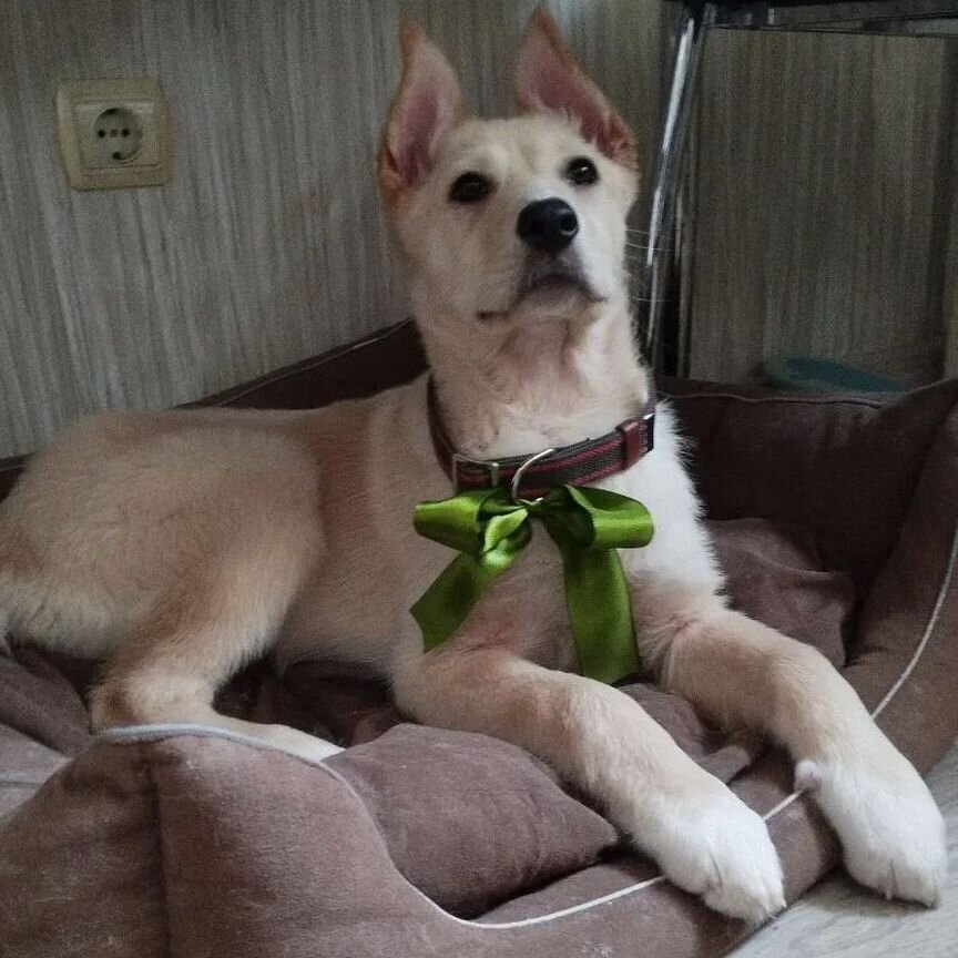 Щенок в добрые руки