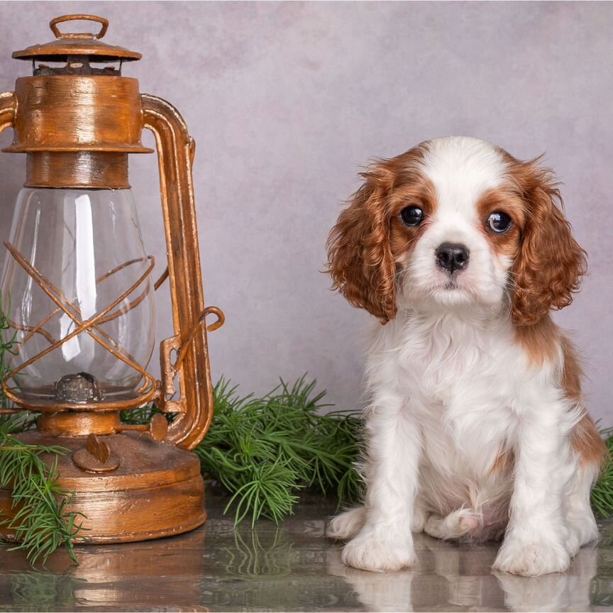 Кавалер кинг-чарльз-спаниель, щенок