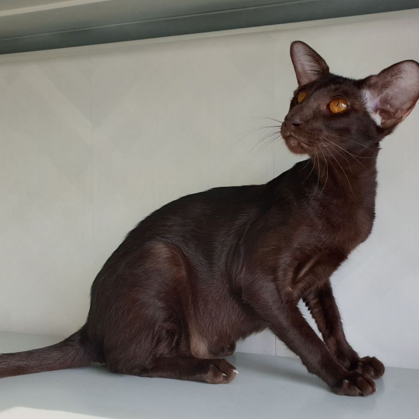 Ориентальная кошка с родословной