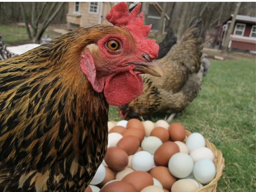 Продам домашнее куриное яйцо