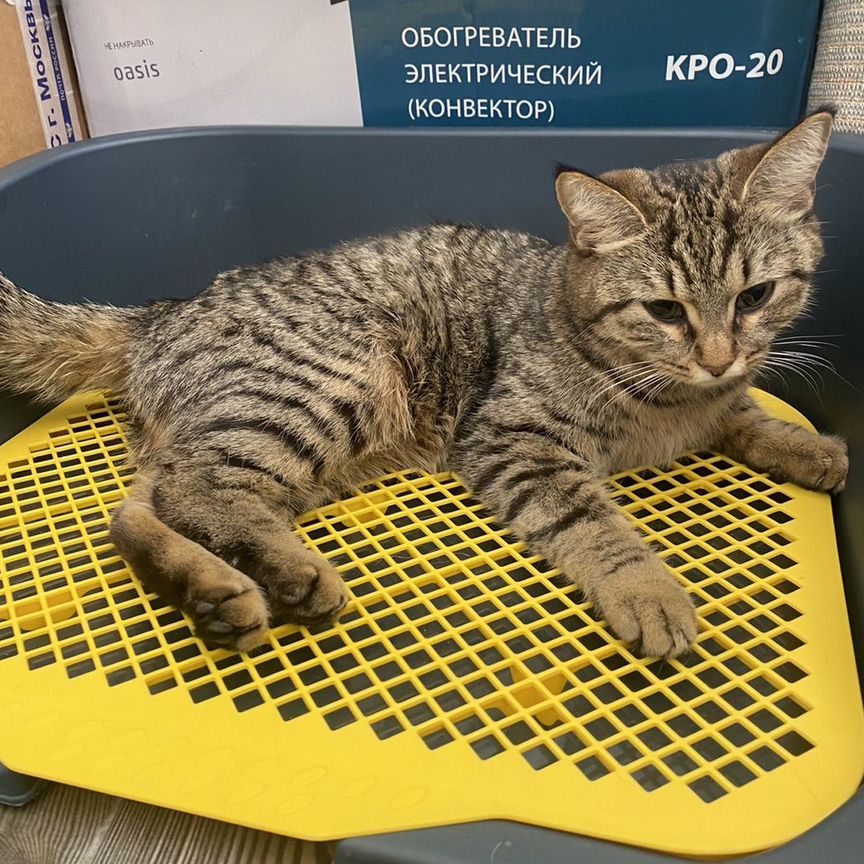 Котенок кошечка