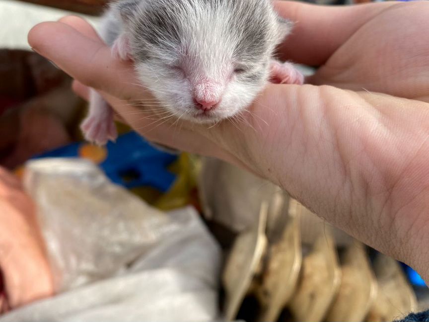 Отдам в добрые руки тайского котёнка