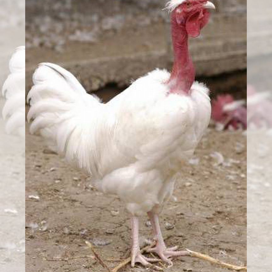 Петухи голошейки