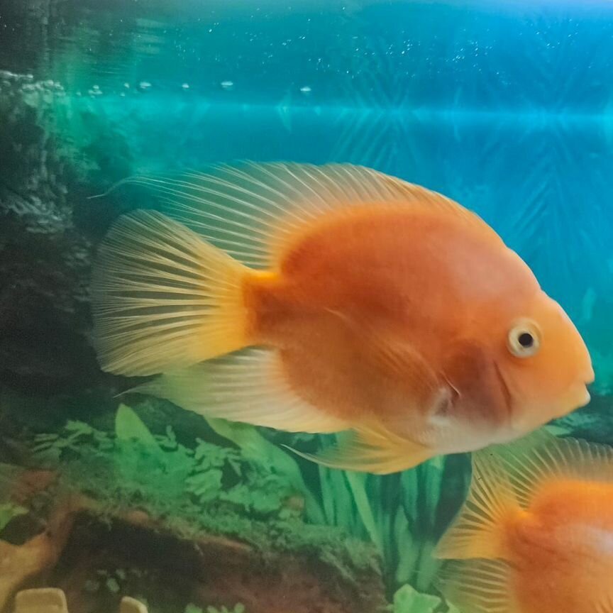 Рыба попугай красный