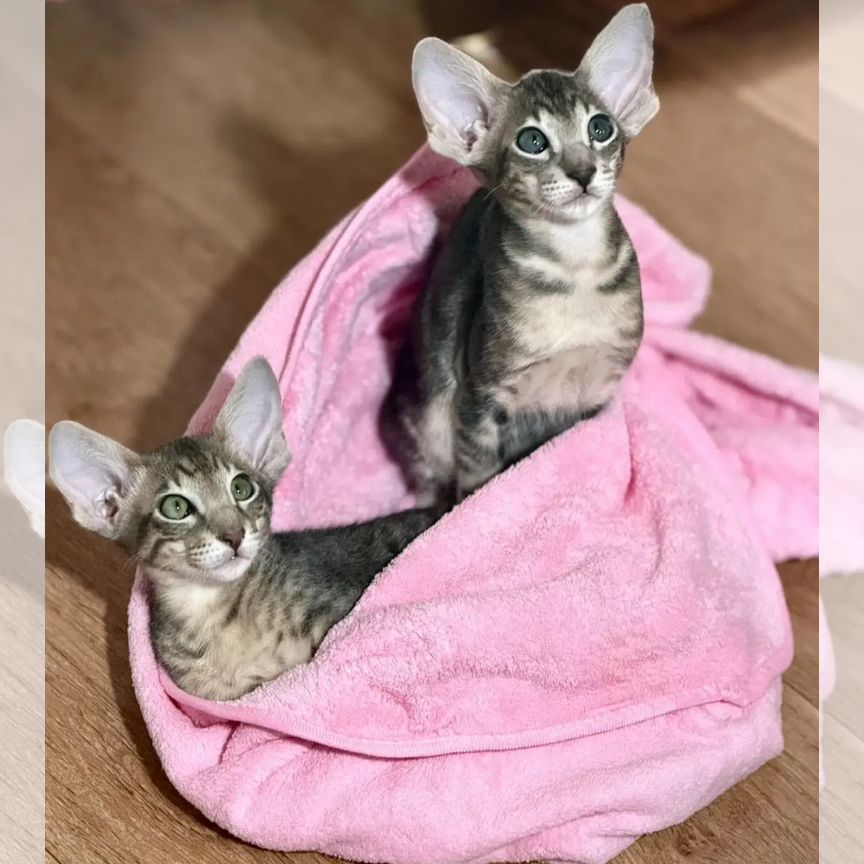 Ориентальный котёнок