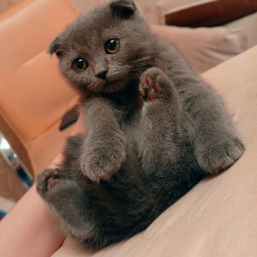Плюшевые вислоухие котята