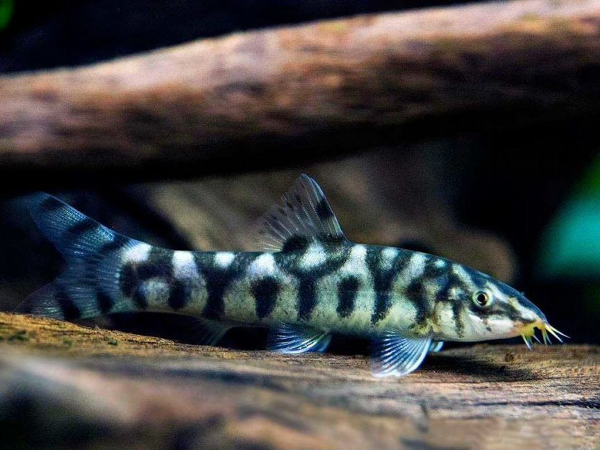 Боция мраморная, Аквариумные рыбки