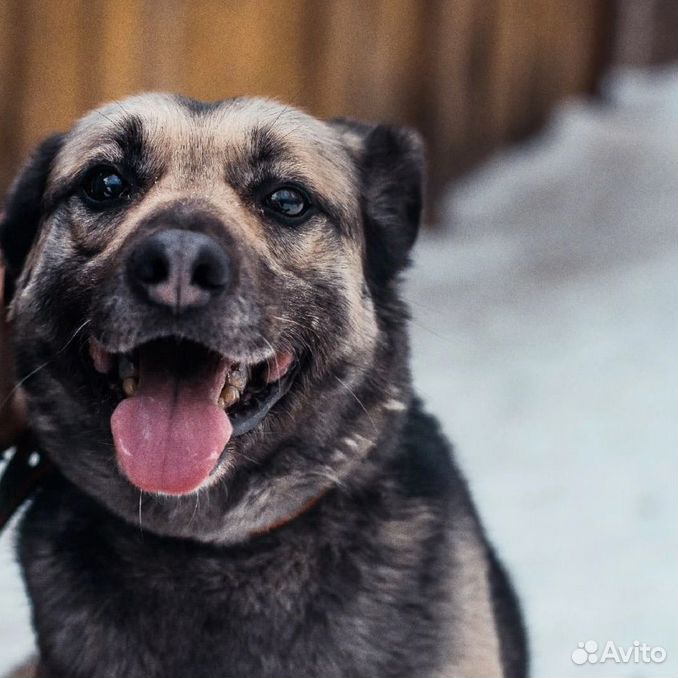 Маленькая ласковая собака