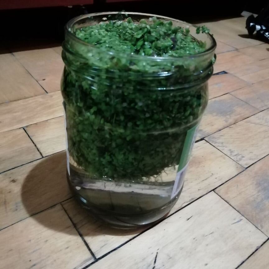 Ряска для аквариума