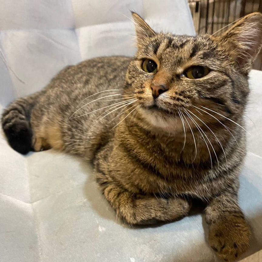 Взрослый кот в добрые руки