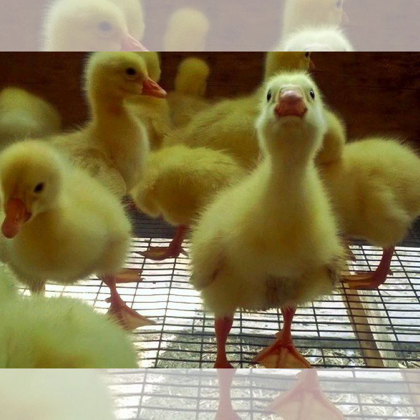 Гуси суточные порода Линда