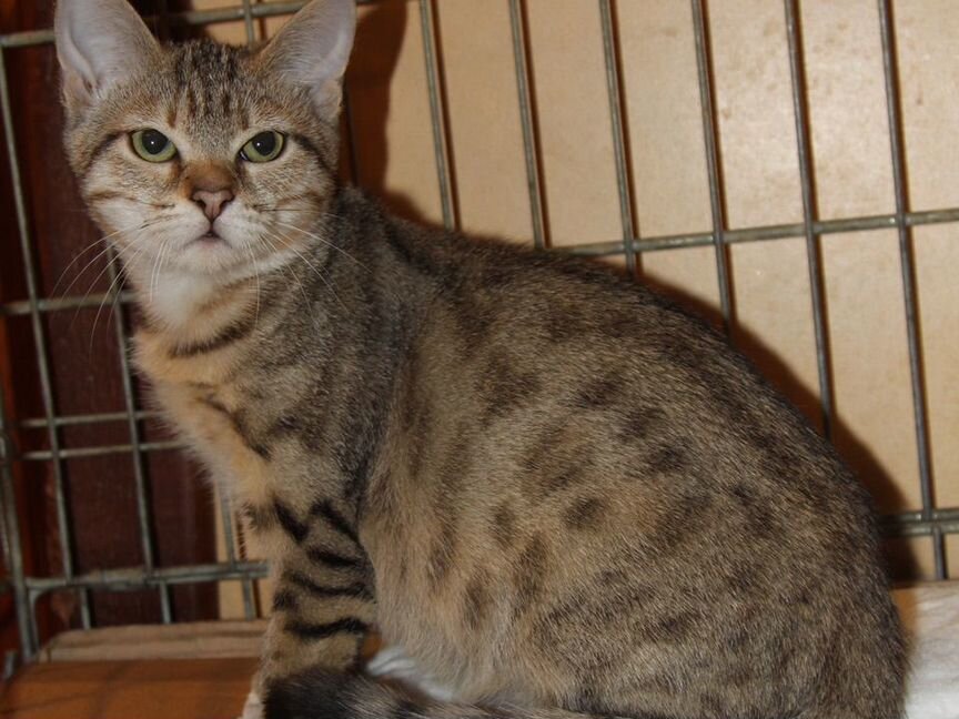 Котенок все детство живет в маленькой клетке