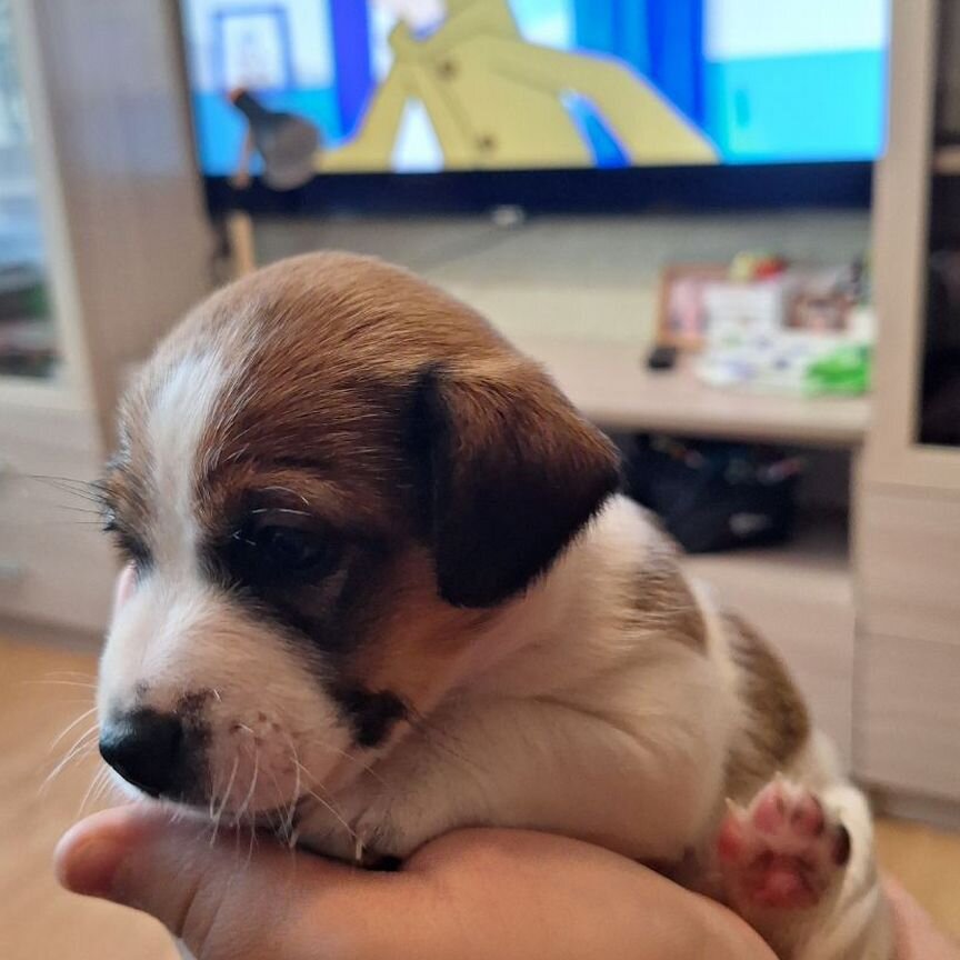 Джек-рассел-терьер, щенок