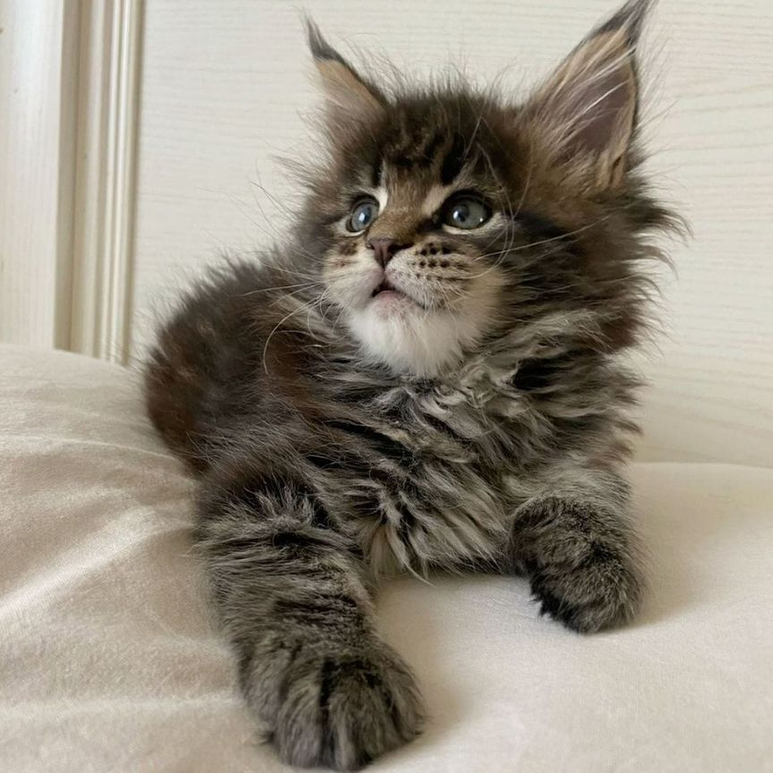 Мейн-кун котёнок