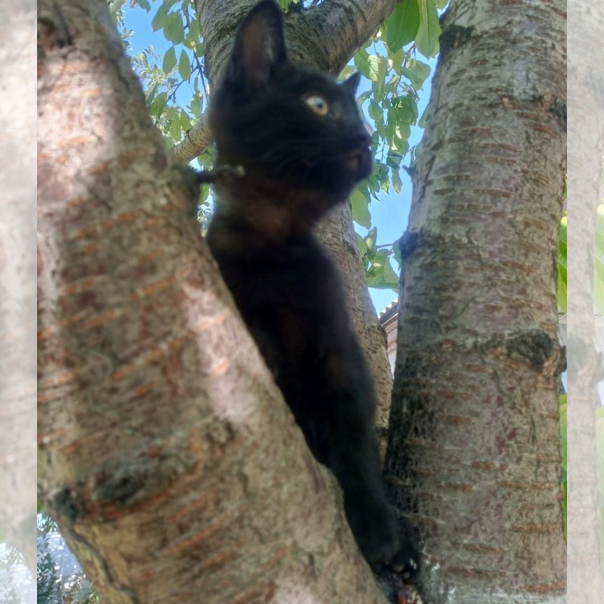 Счастье в дом бесплатно, девочка, 2 месяца, умница