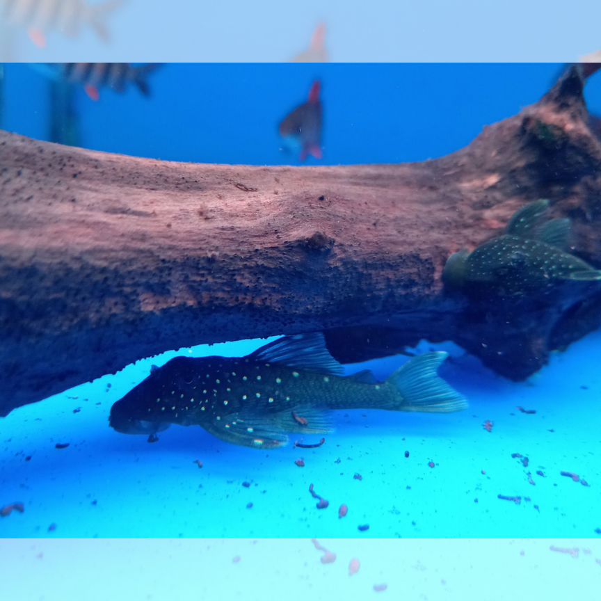 Номерной сом L128