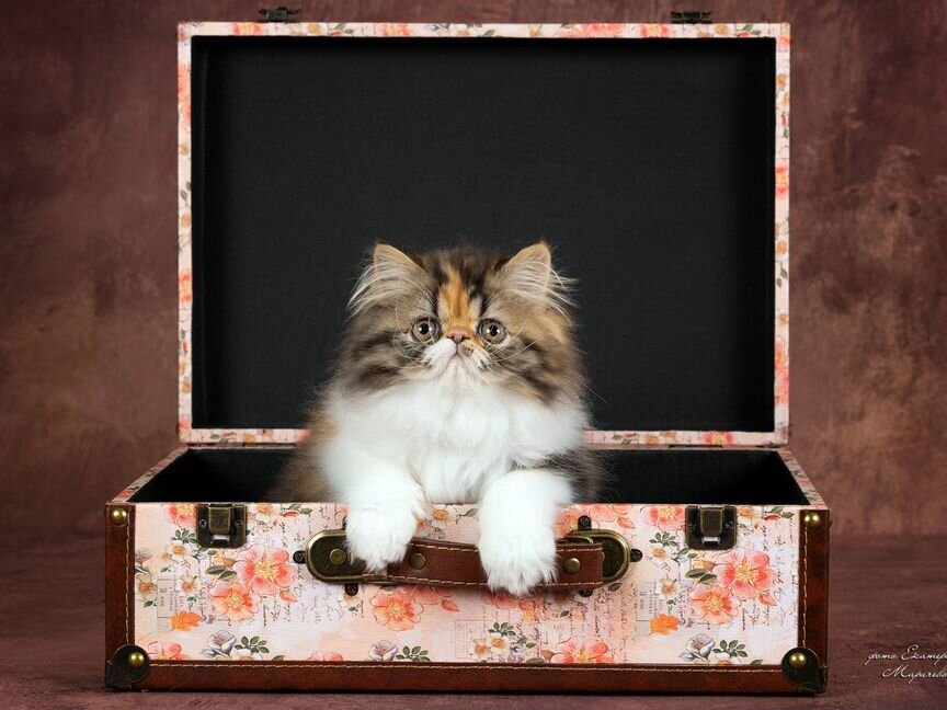 Персидский котёнок