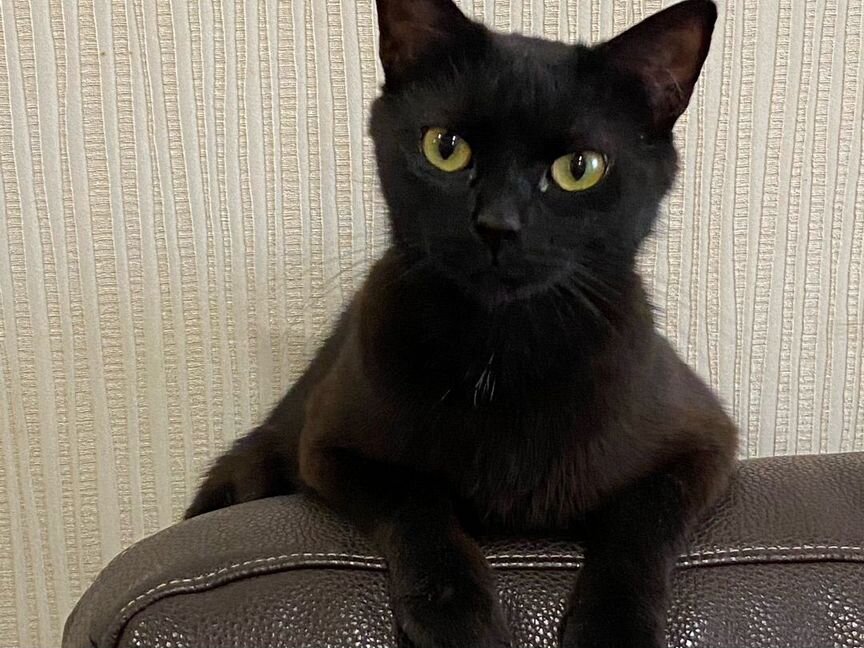 Черная кошка с зелеными глазами