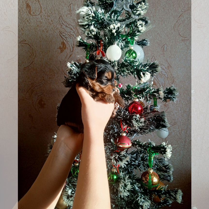 Йоркширский терьер, щенок