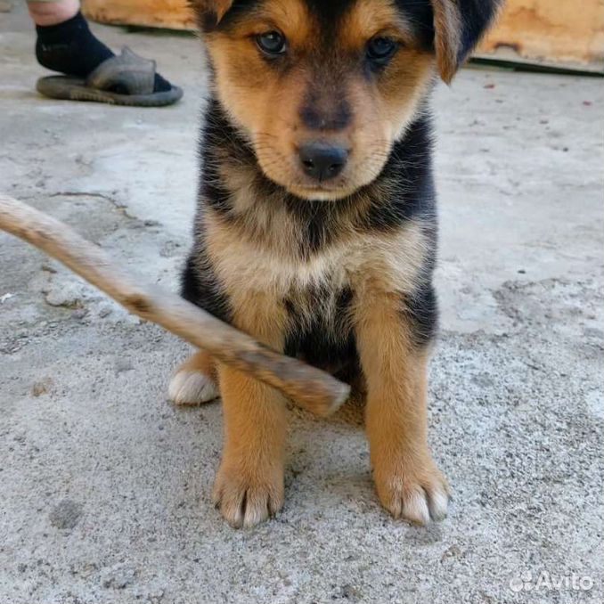 Осталась последняя девочка