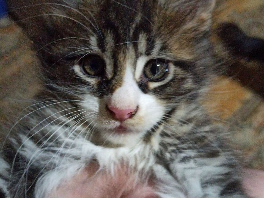 Котята мейн-кун