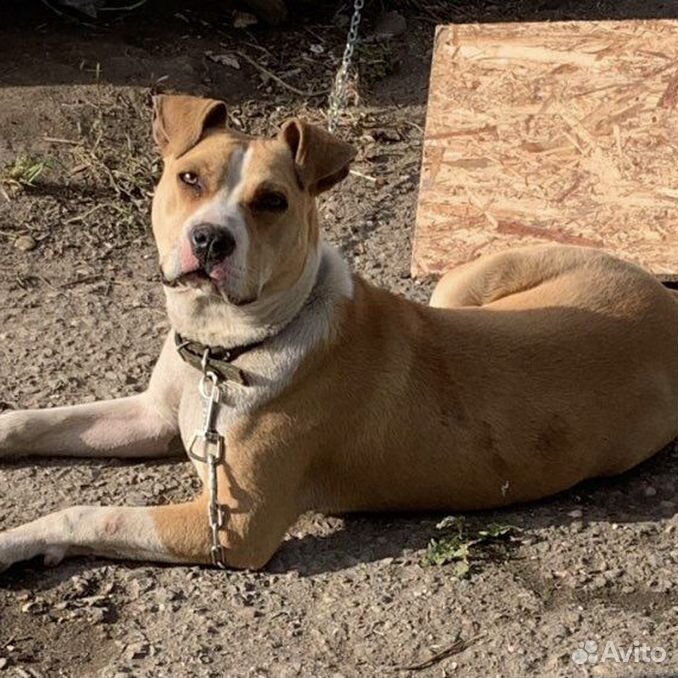 Собака сучка