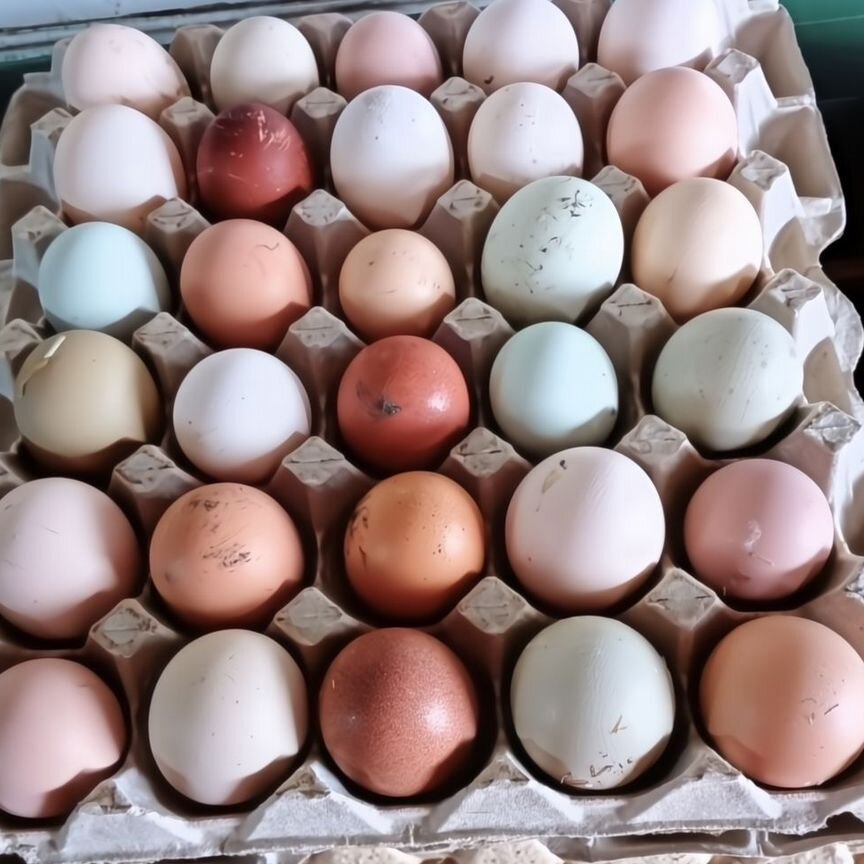 Инкубационное яйцо домашних кур