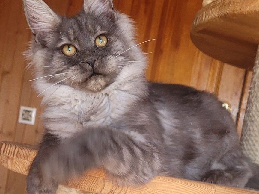 Котята мейн-кун