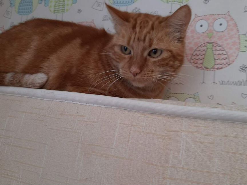 Кошка в дар бесплатно