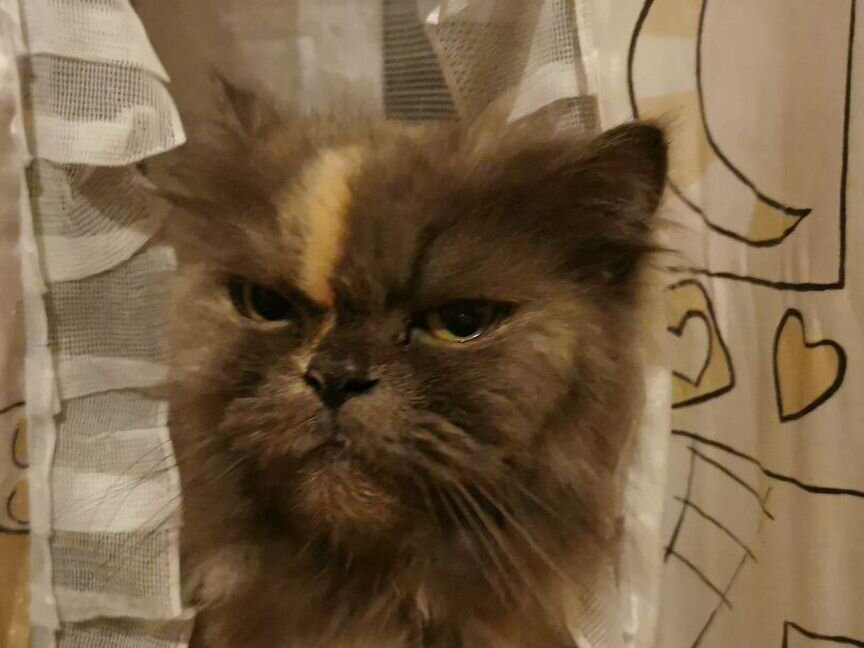 Отдам персидскую кошку