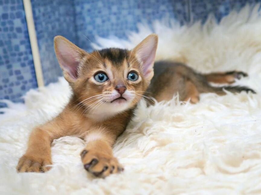 Абиссинские котята