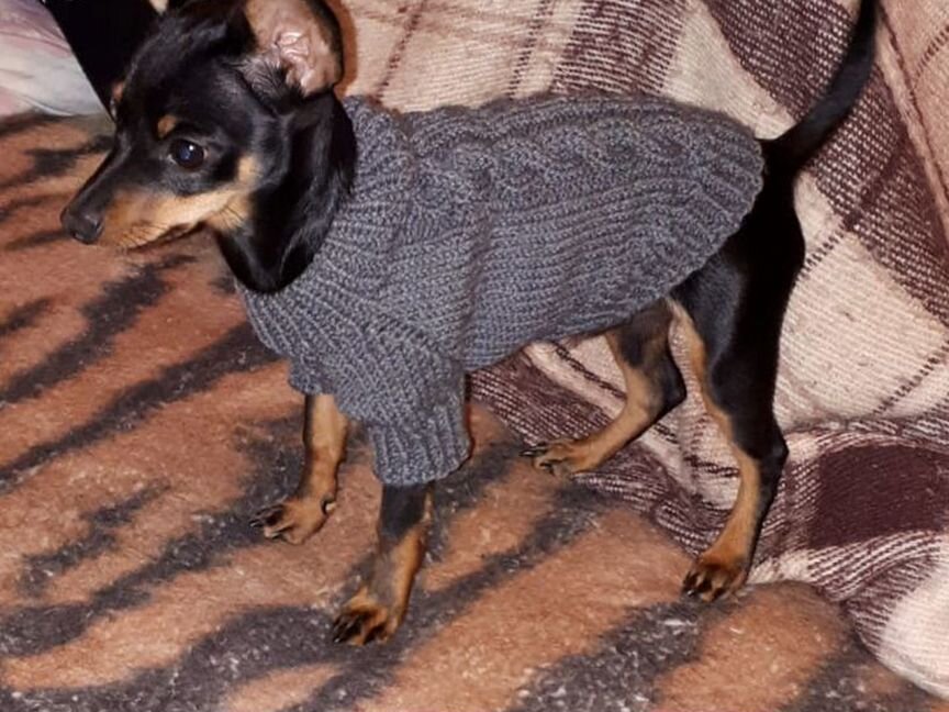 Свитер для собаки