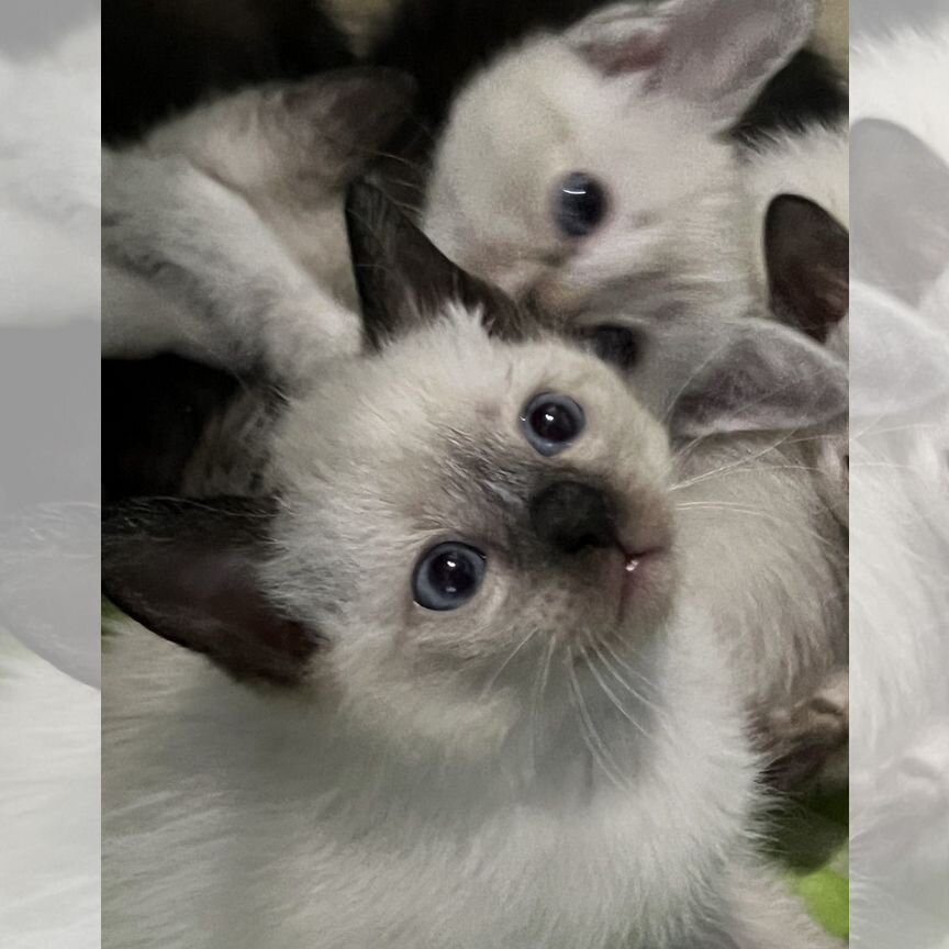 Тайский котёнок