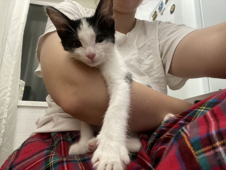 Котенок в добрые руки