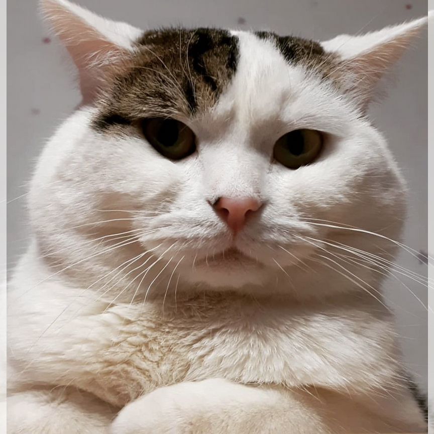 Взрослый кот в добрые руки