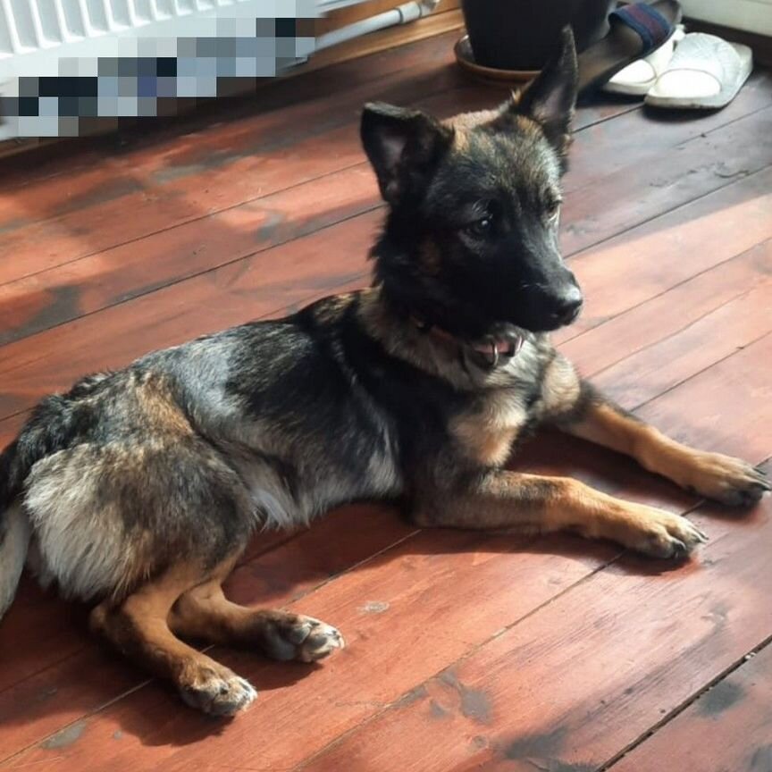 Маленькая собака девочка