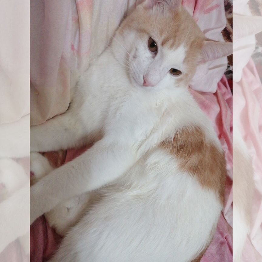 Отдаю кота в хорошие руки