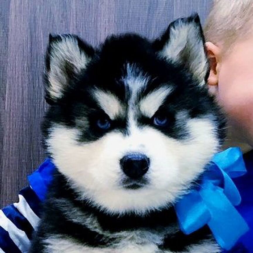 Красивые хаски